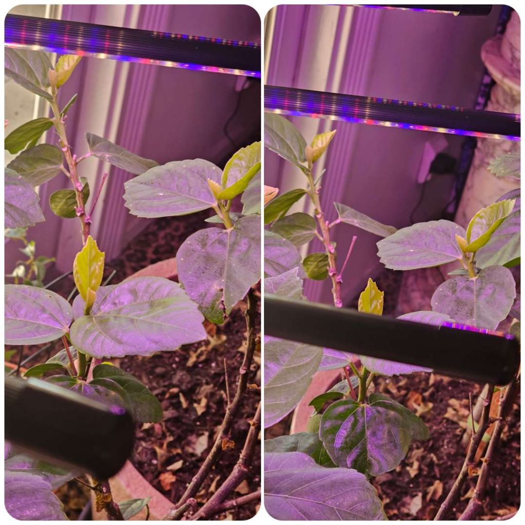 Plant Shock