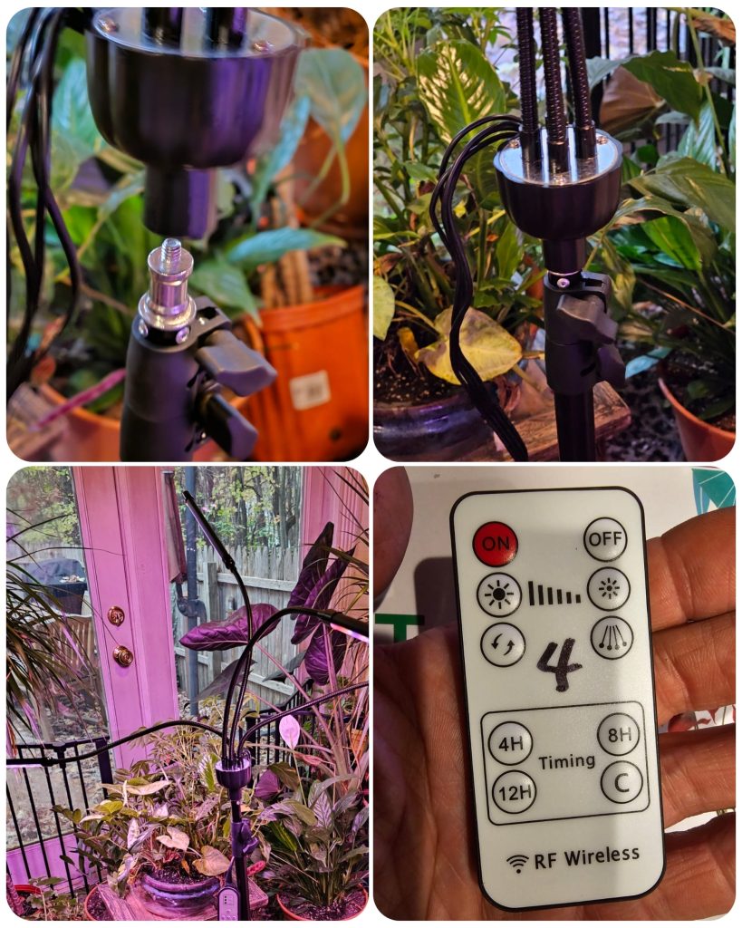 Plant Shock