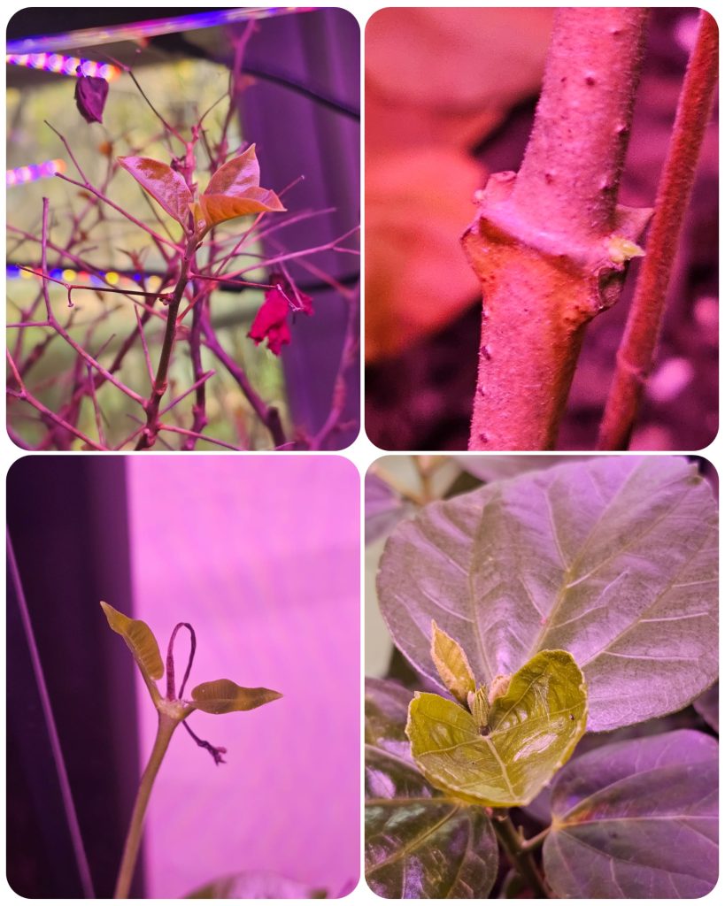 Plant Shock