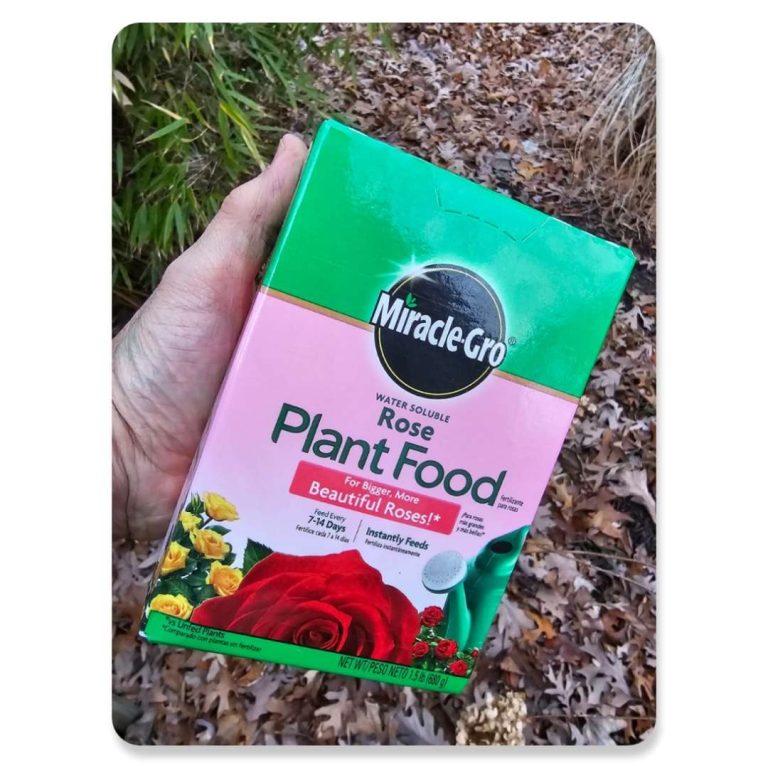 How to Prepare Roses for Winter: A Field Guide - The Renaissance Garden Guy