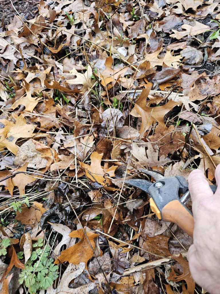 Pruning Pinching and Deadheading Perennial Plants