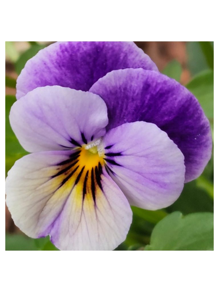 Celestial™ Northern Lights Viola