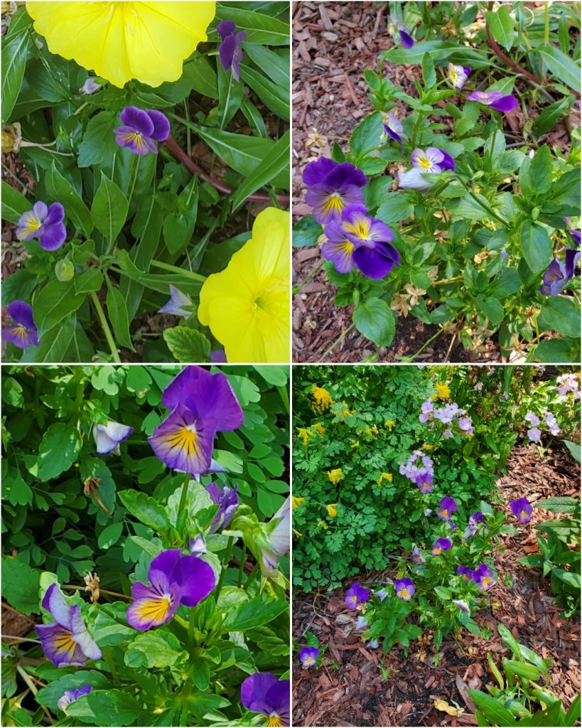 Celestial™ Northern Lights Viola