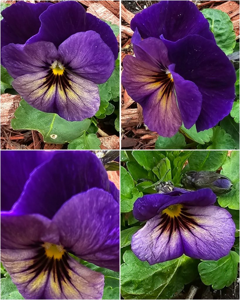 Celestial™ Northern Lights Viola