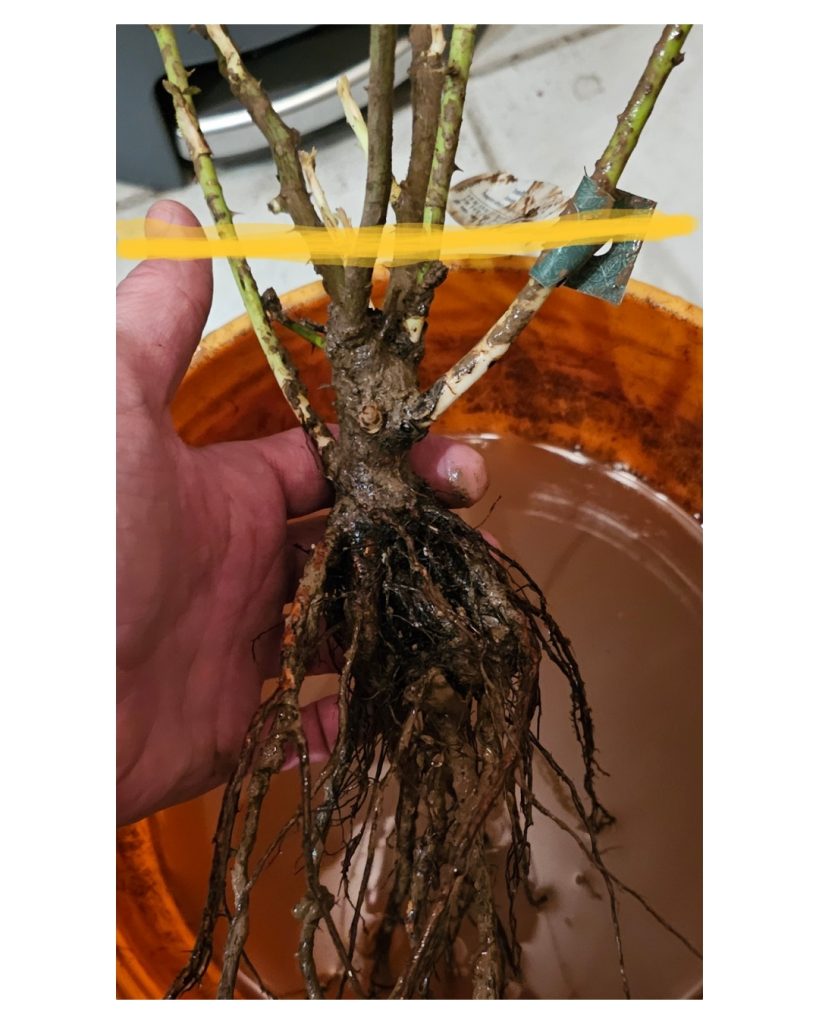 Planting Bare Root Roses