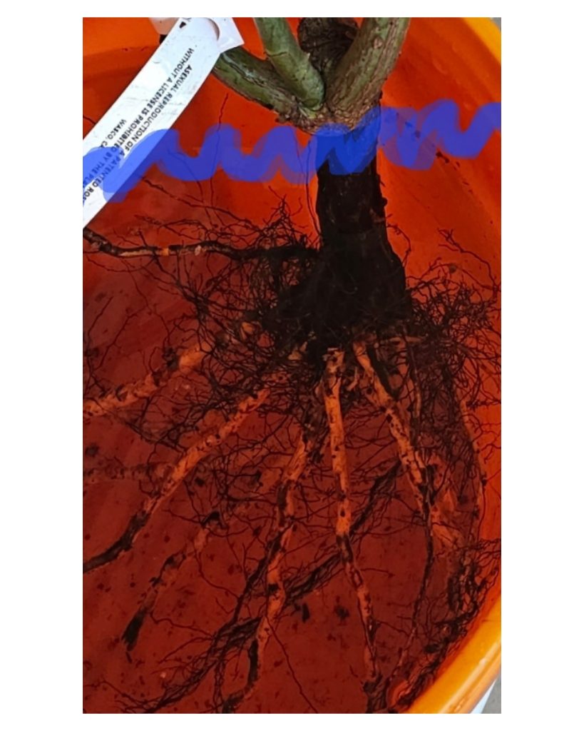 Planting Bare Root Roses