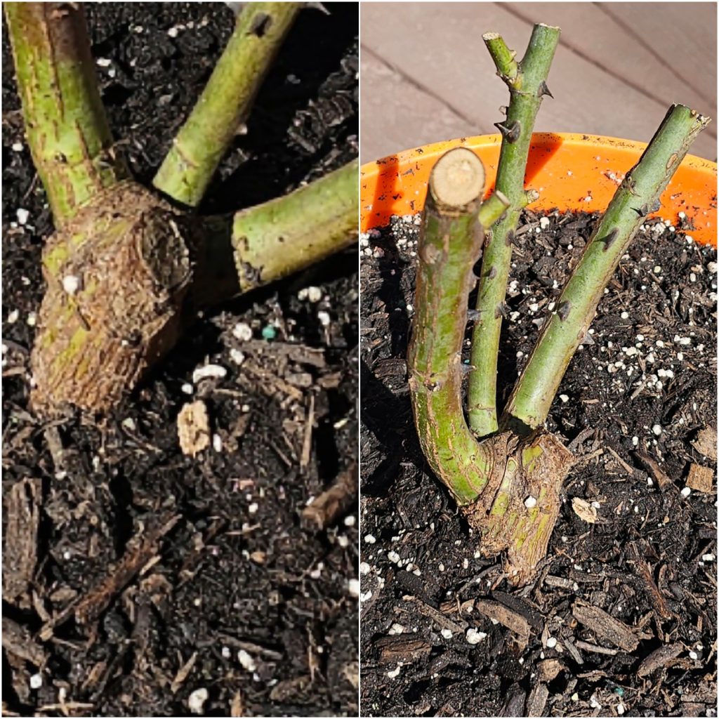 Planting Bare Root Roses