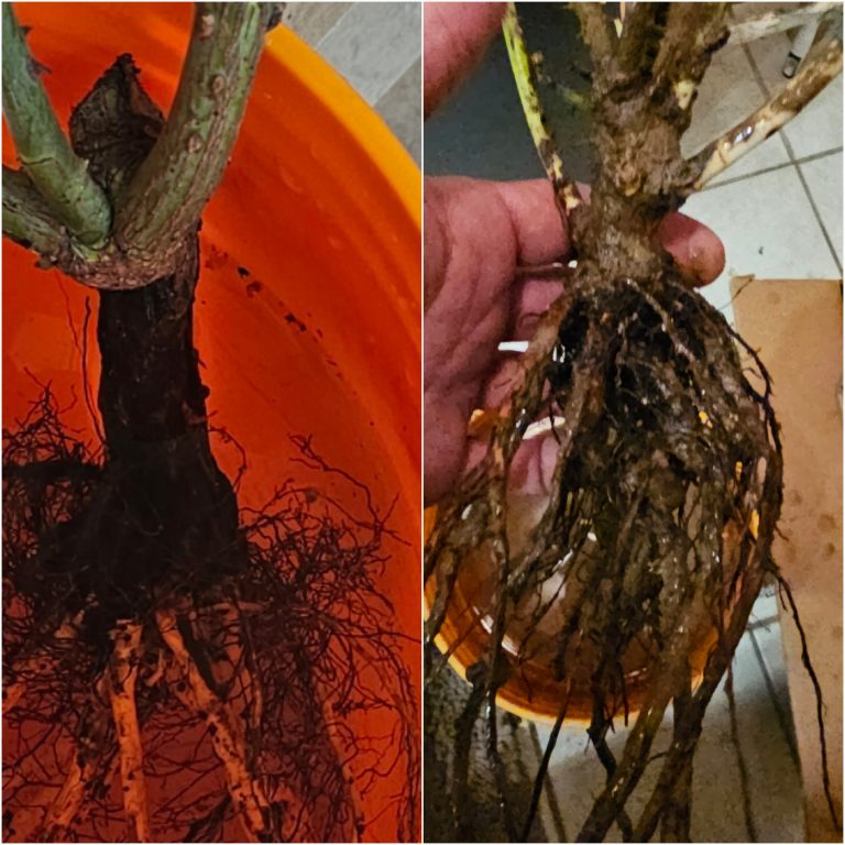 Planting Bare Root Roses