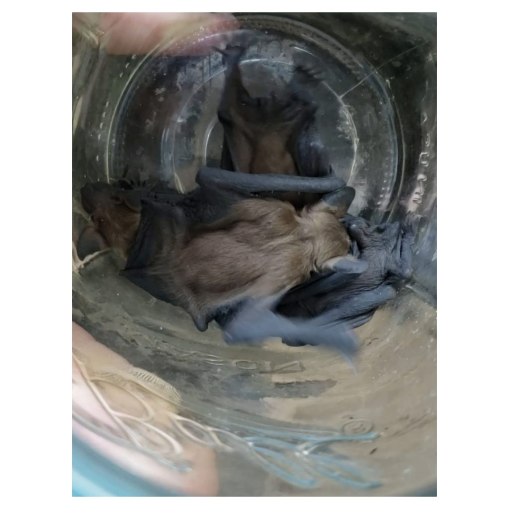 Humane Wildlife Removal and Relocation