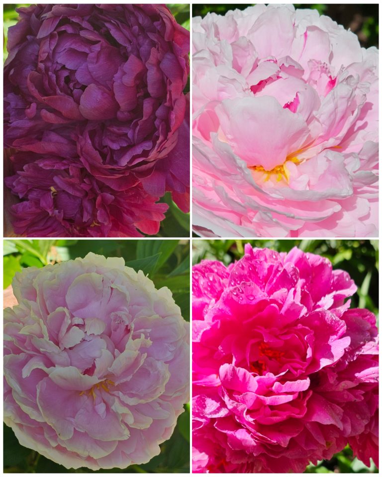 How to Grow and Care for Bush Peonies