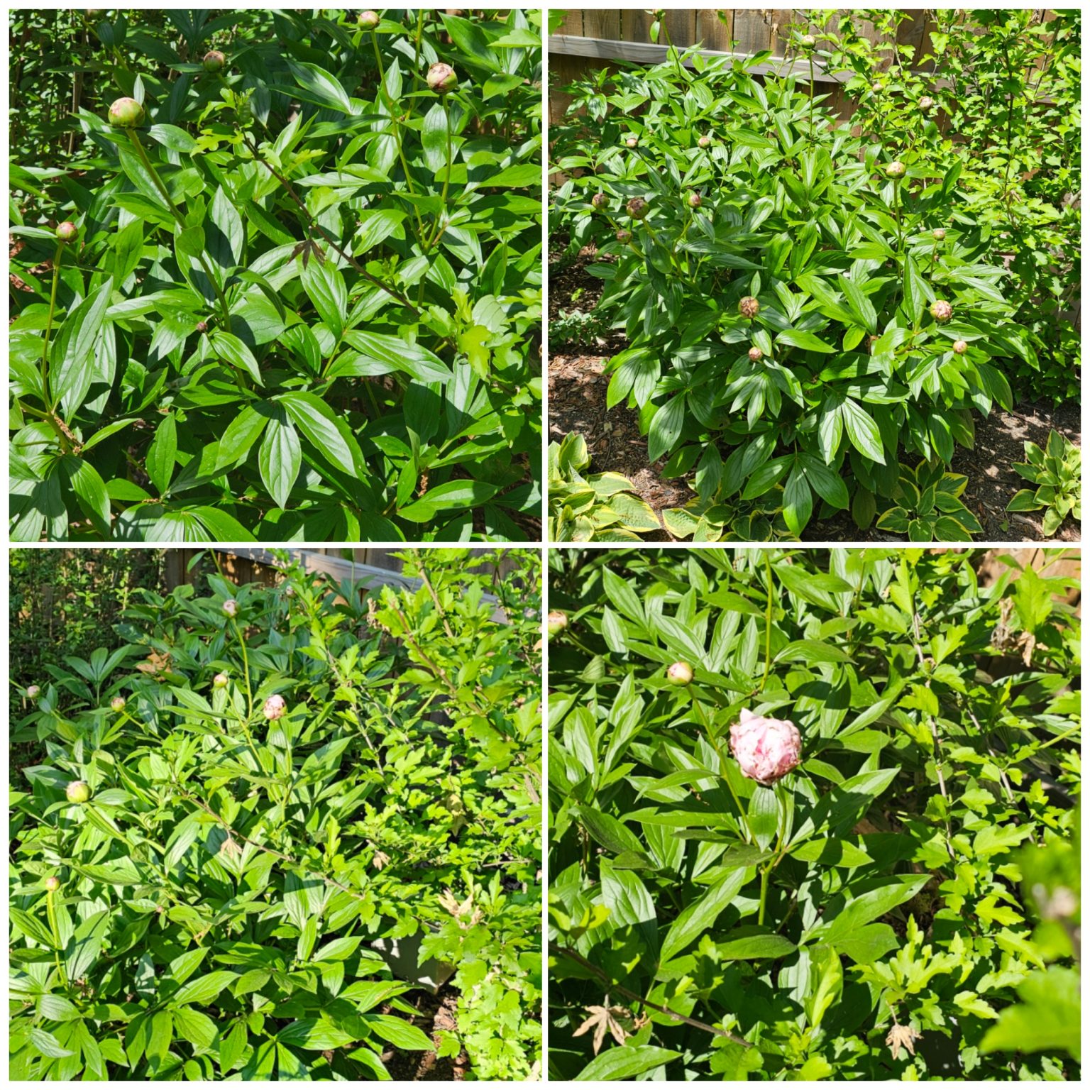 How to Grow and Care for Bush Peonies