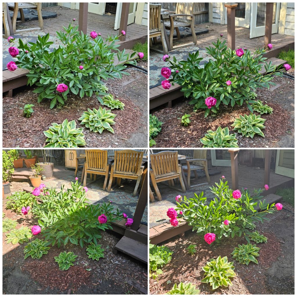 How to Grow and Care for Bush Peonies