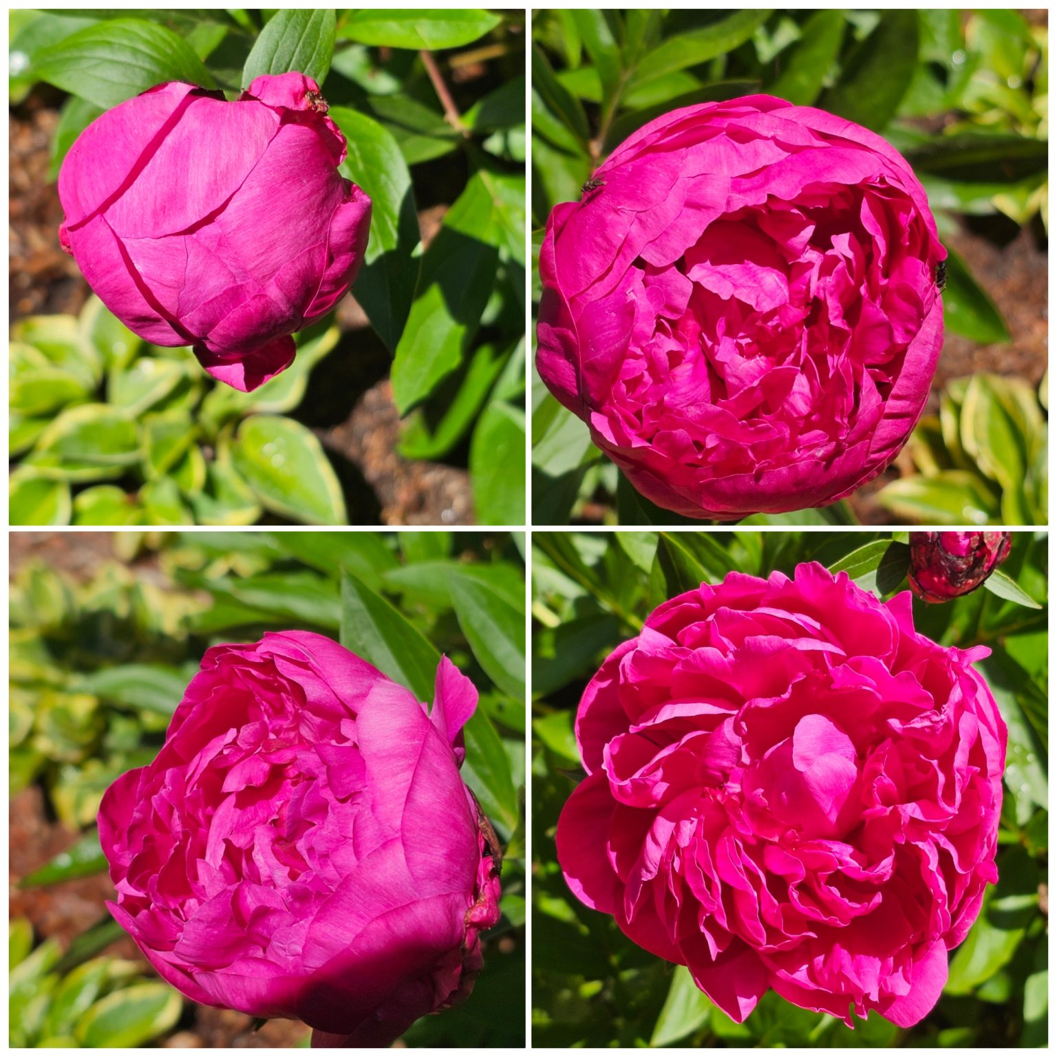 How to Grow and Care for Bush Peonies