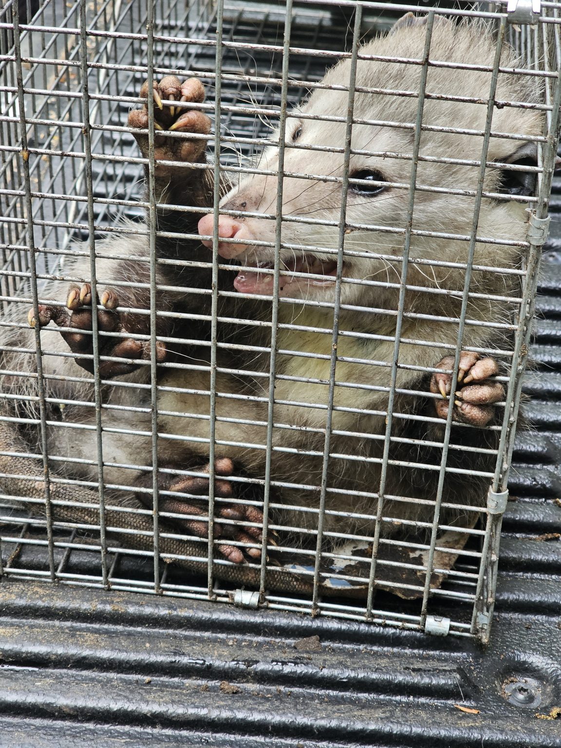 Humane Wildlife Removal and Relocation