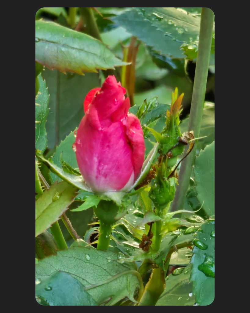 Roses - The Renaissance Garden Guy