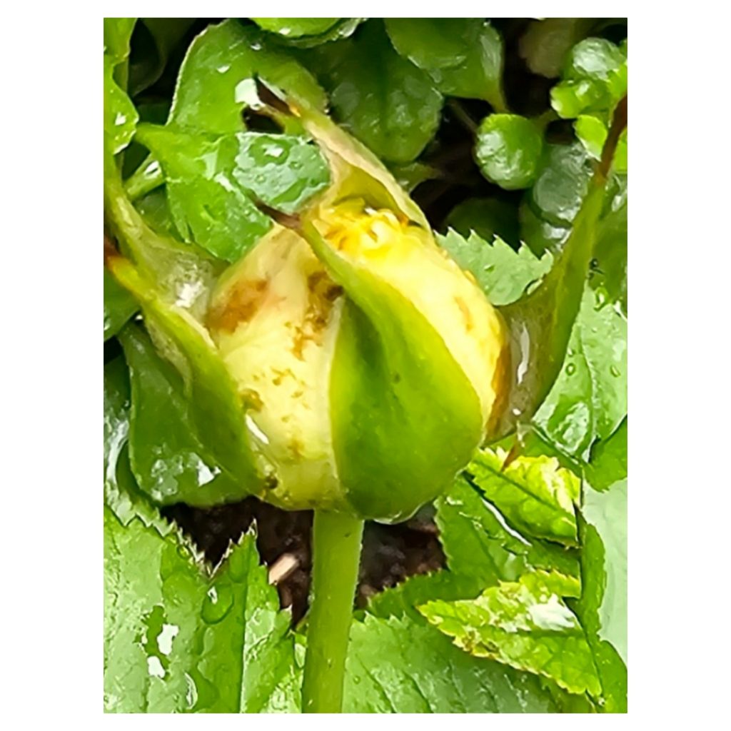 Brown Rose Buds and Flowers: The Cause and the Fix