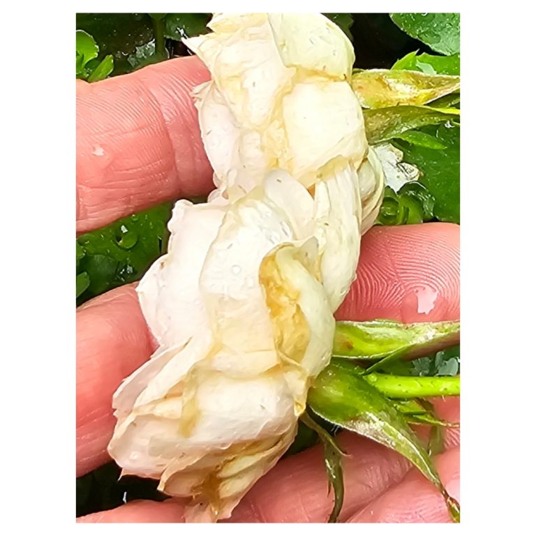 Brown Rose Buds and Flowers: The Cause and the Fix