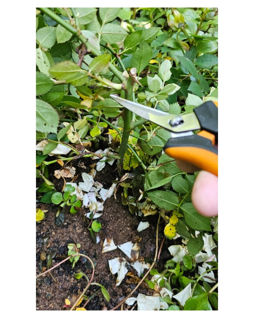 Brown Rose Buds and Flowers: The Cause and the Fix