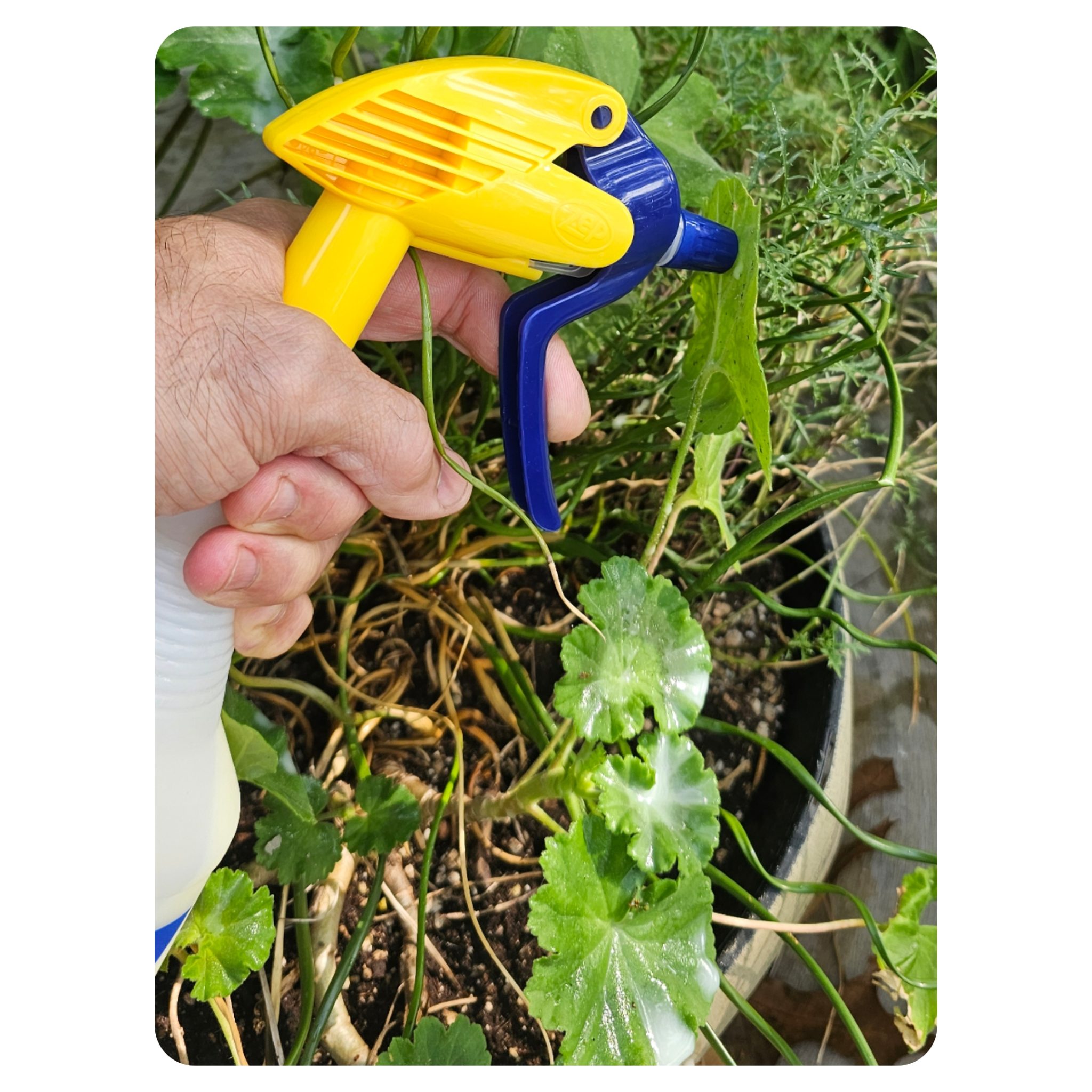 How to Protect Your Ornamental Plants from Deer - The Renaissance ...