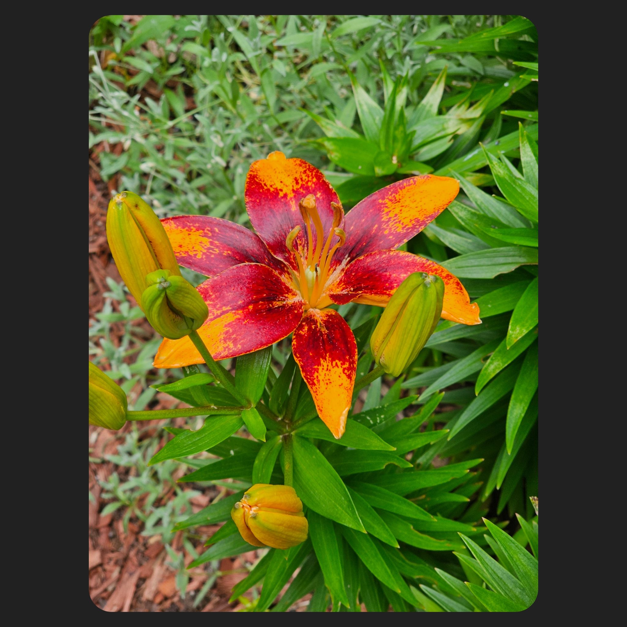 Lilies - The Renaissance Garden Guy