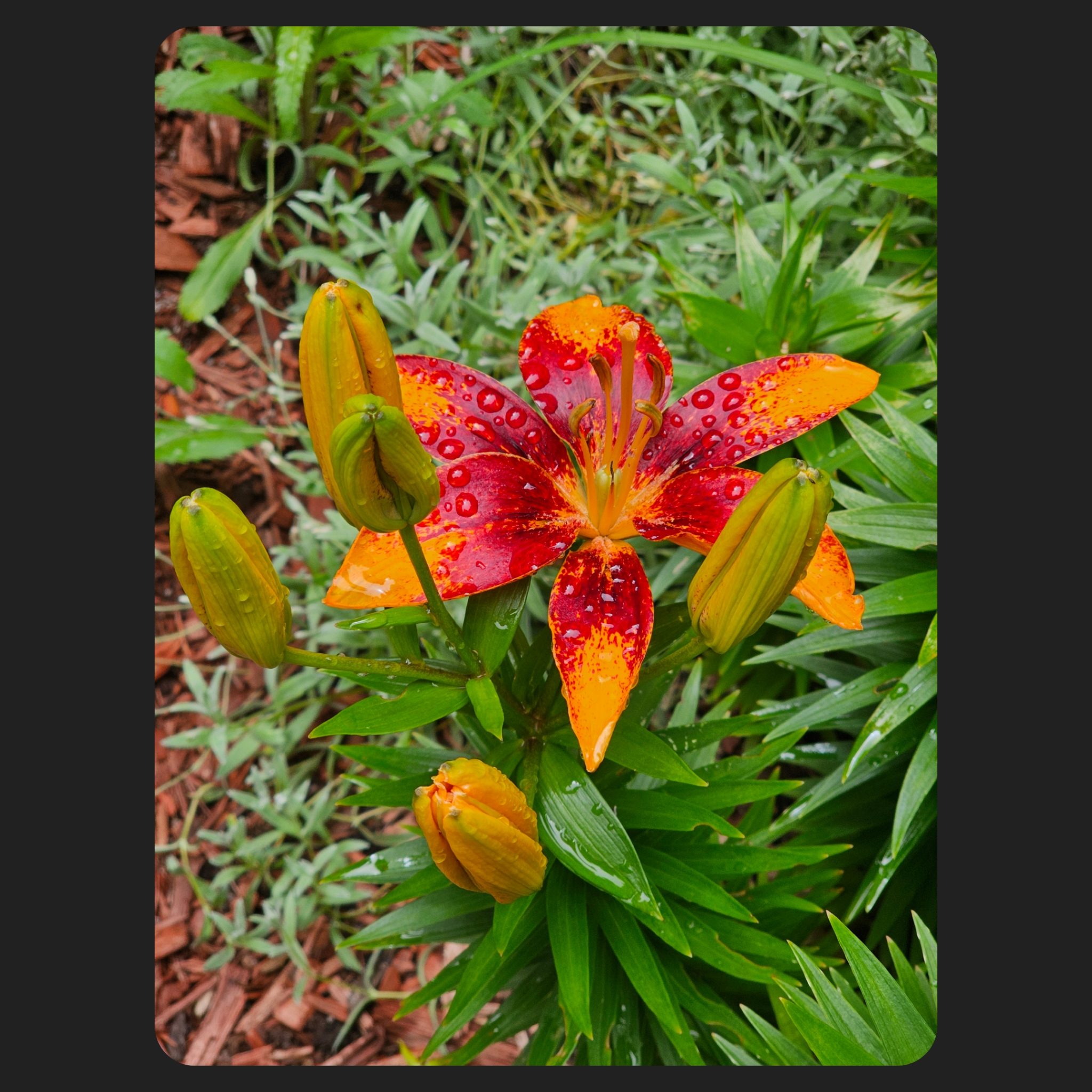 Lilies - The Renaissance Garden Guy