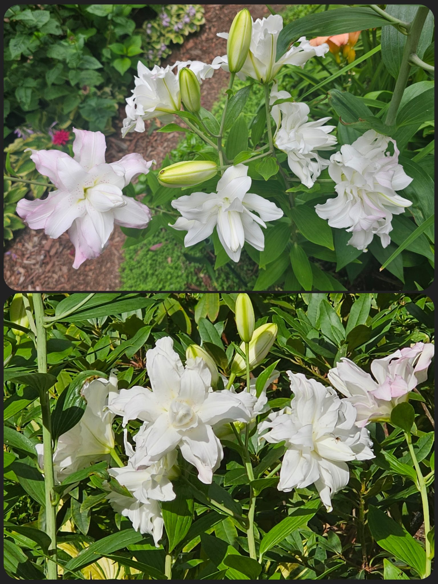 Lilies - The Renaissance Garden Guy