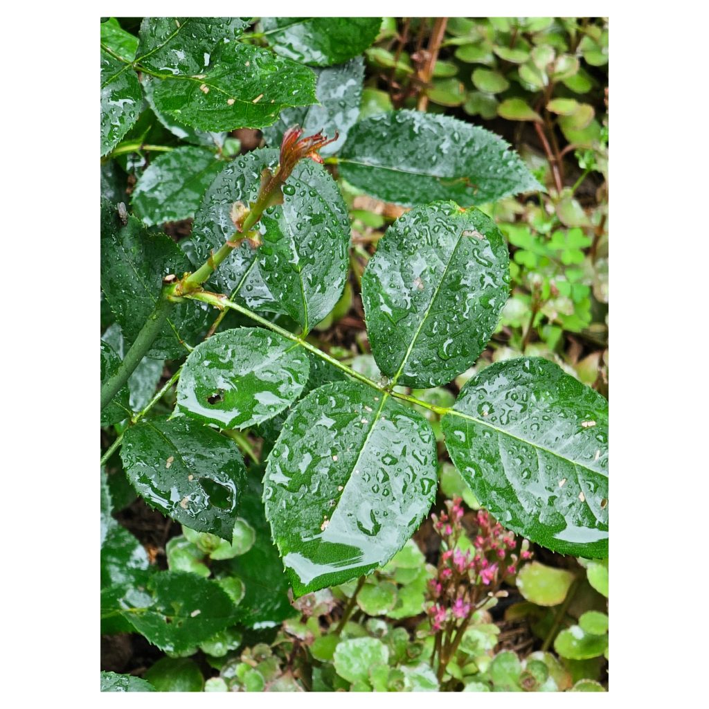 Organic or Synthetic Fertilizer for Roses?