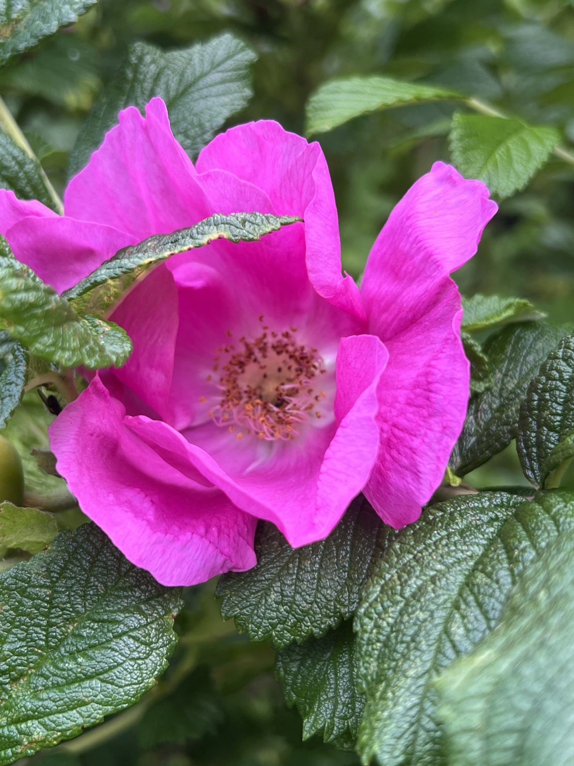 Summer in a West Yorkshire Garden