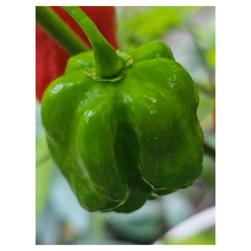 How Hot Are Trinidad Scorpion Peppers?