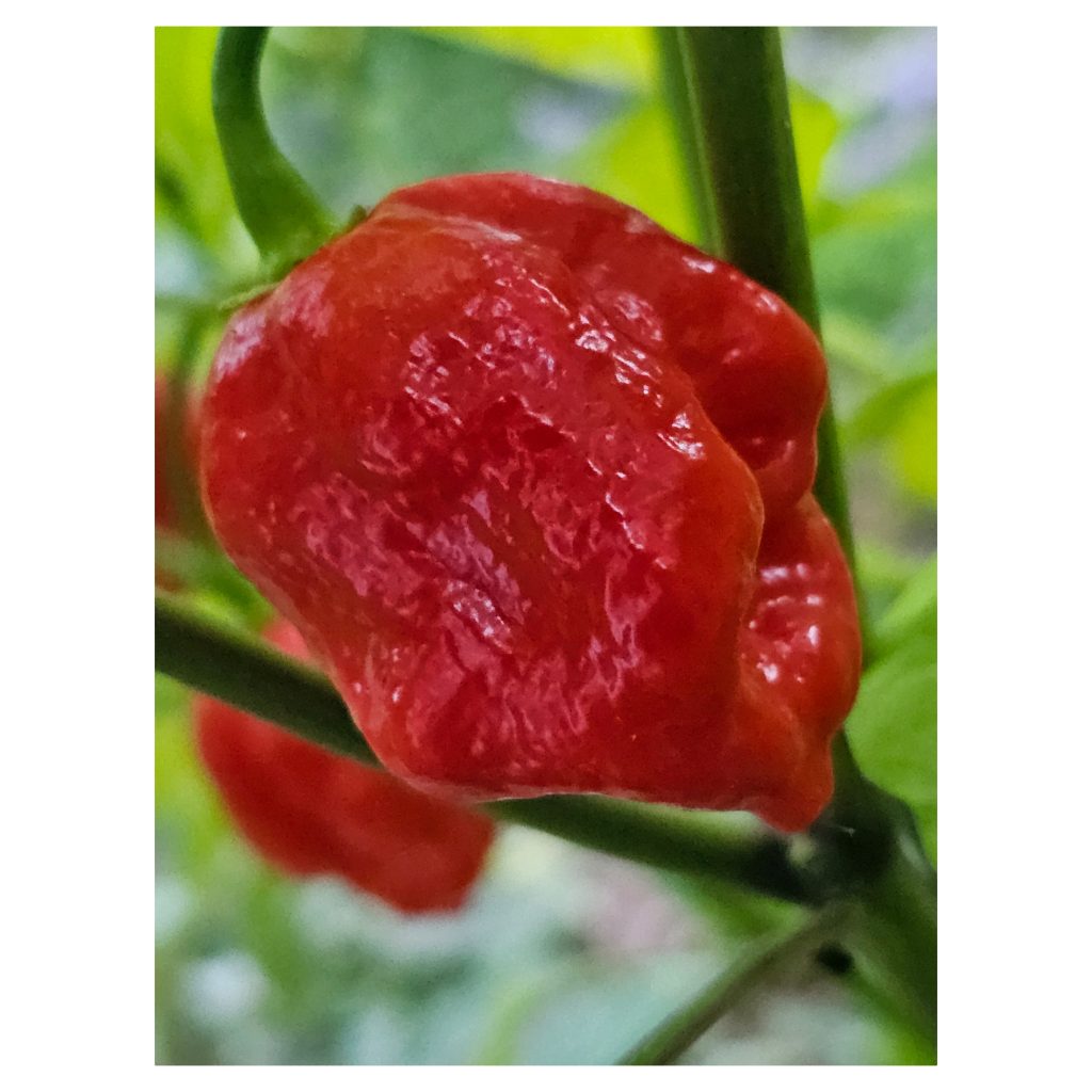 How Hot Are Trinidad Scorpion Peppers?