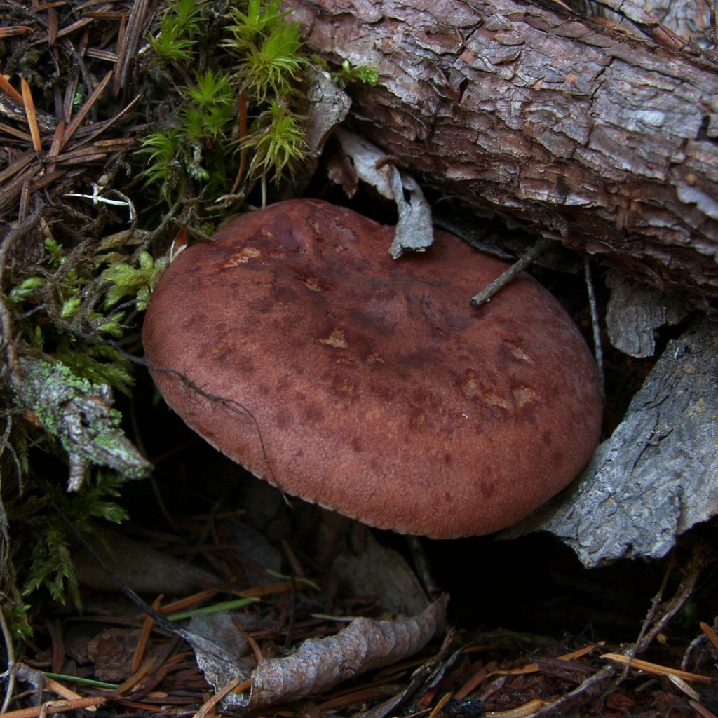 Mycology British Columbian Style: Ann in Bridge Lake Returns!!!