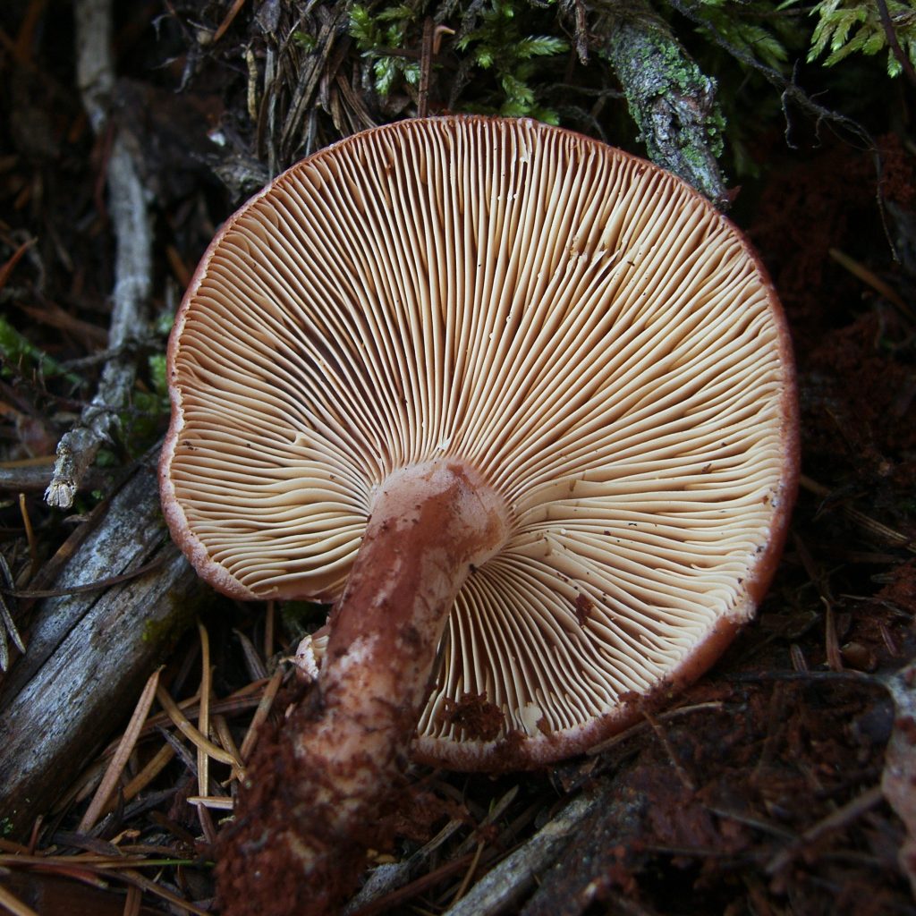 Mycology British Columbian Style: Ann in Bridge Lake Returns!!!