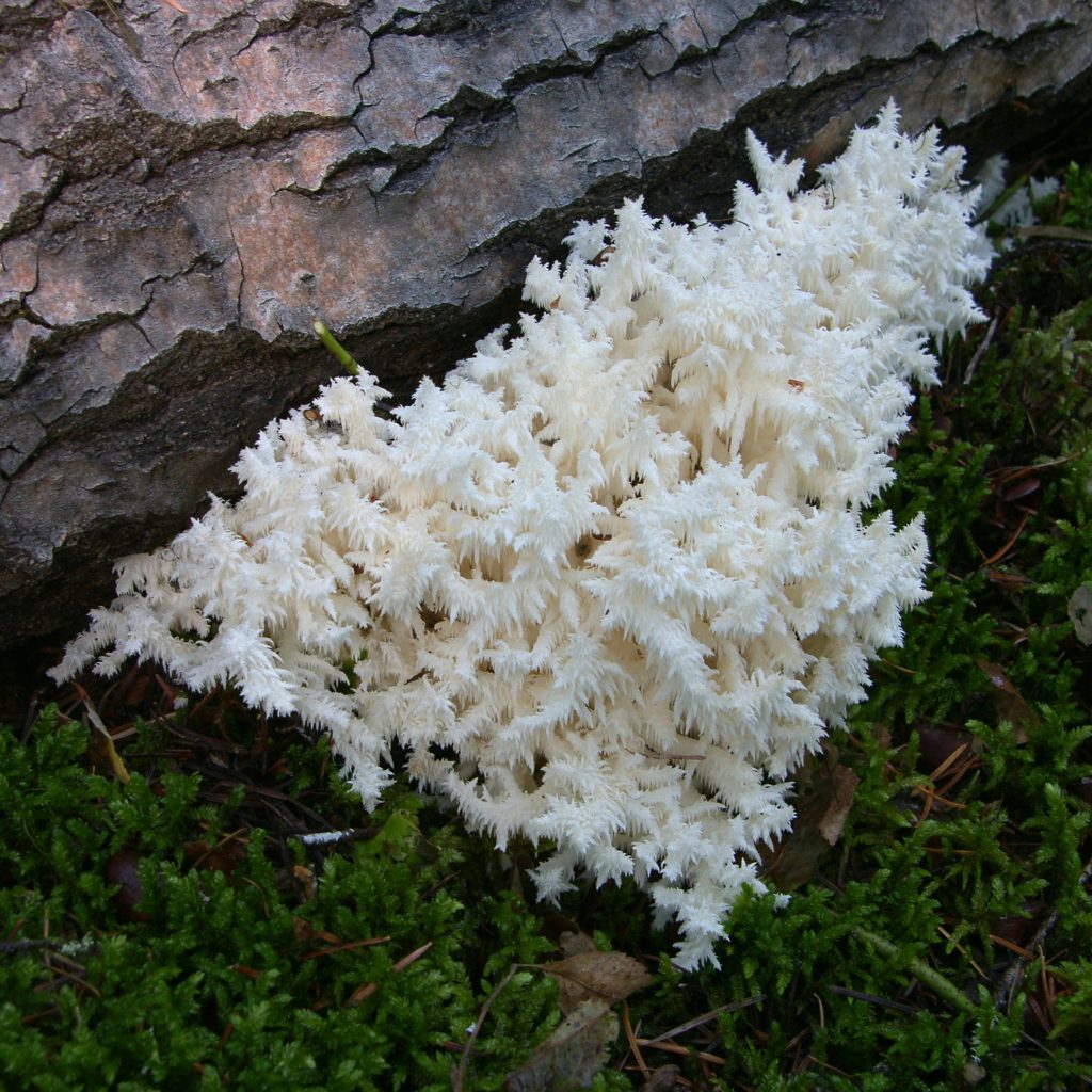 Mycology British Columbian Style: Ann in Bridge Lake Returns!!!
