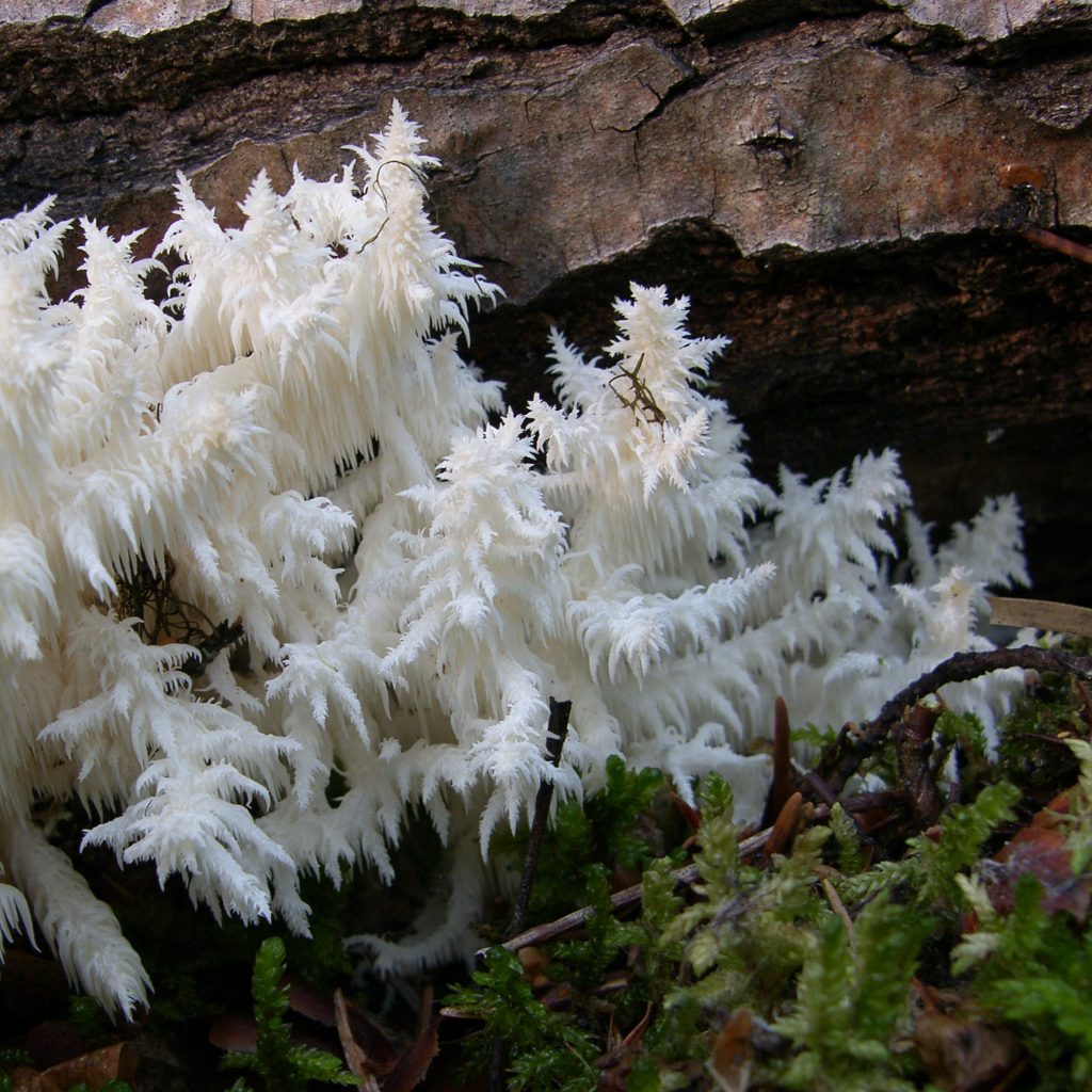 Mycology British Columbian Style: Ann in Bridge Lake Returns!!!