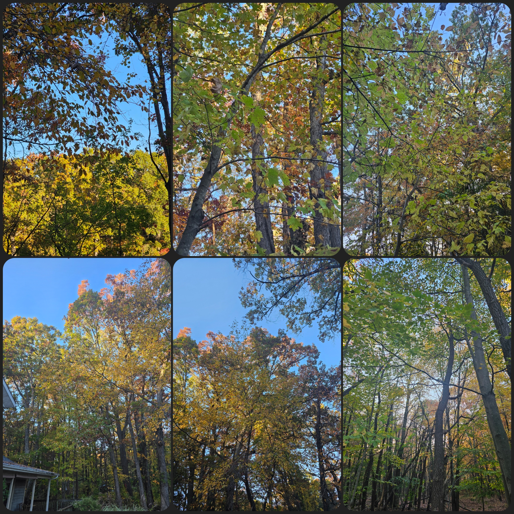 The Autumn Scene: Short Vid