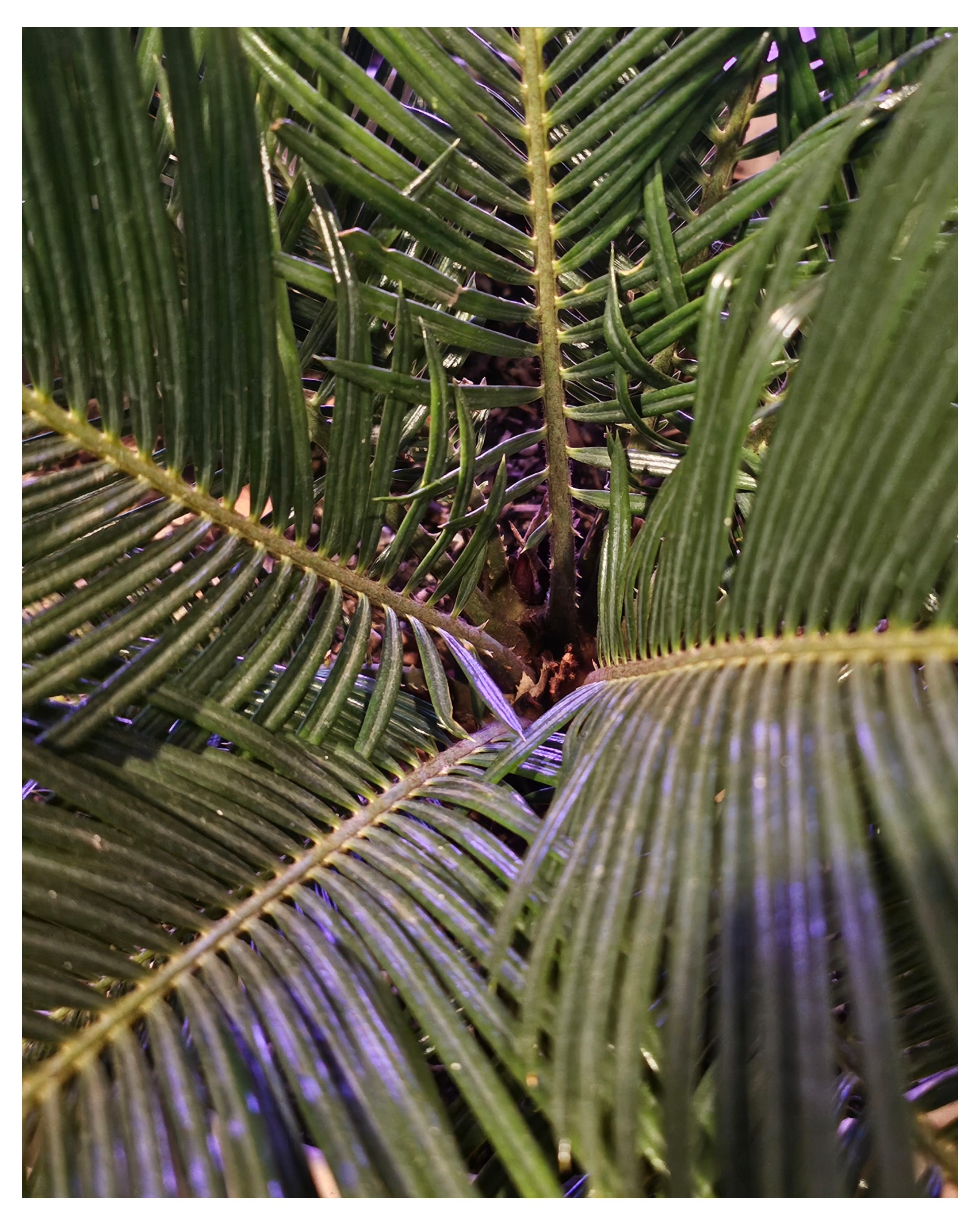 Cycad Susurrations