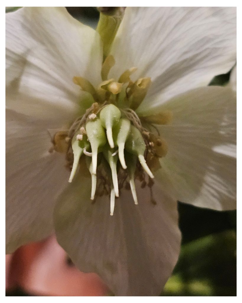 Potted Christmas Rose Turning Brown? Hey, Don't Quit on It!
