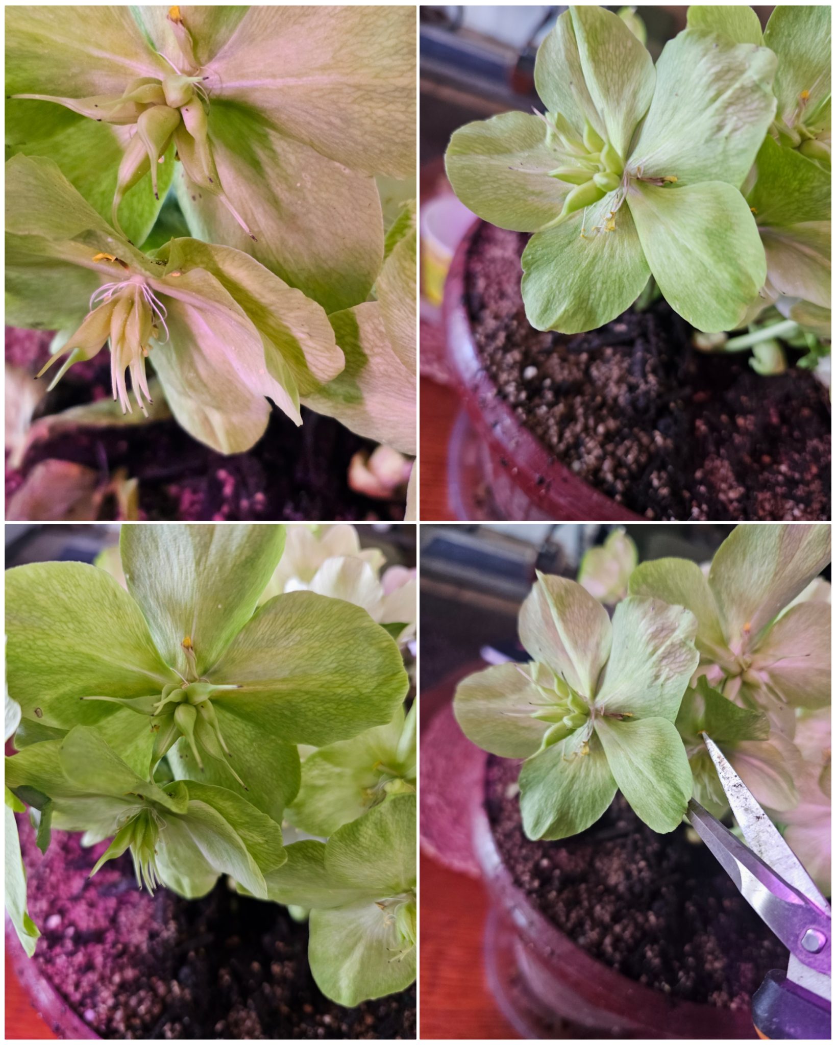 Potted Christmas Rose Turning Brown? Hey, Don't Quit on It!
