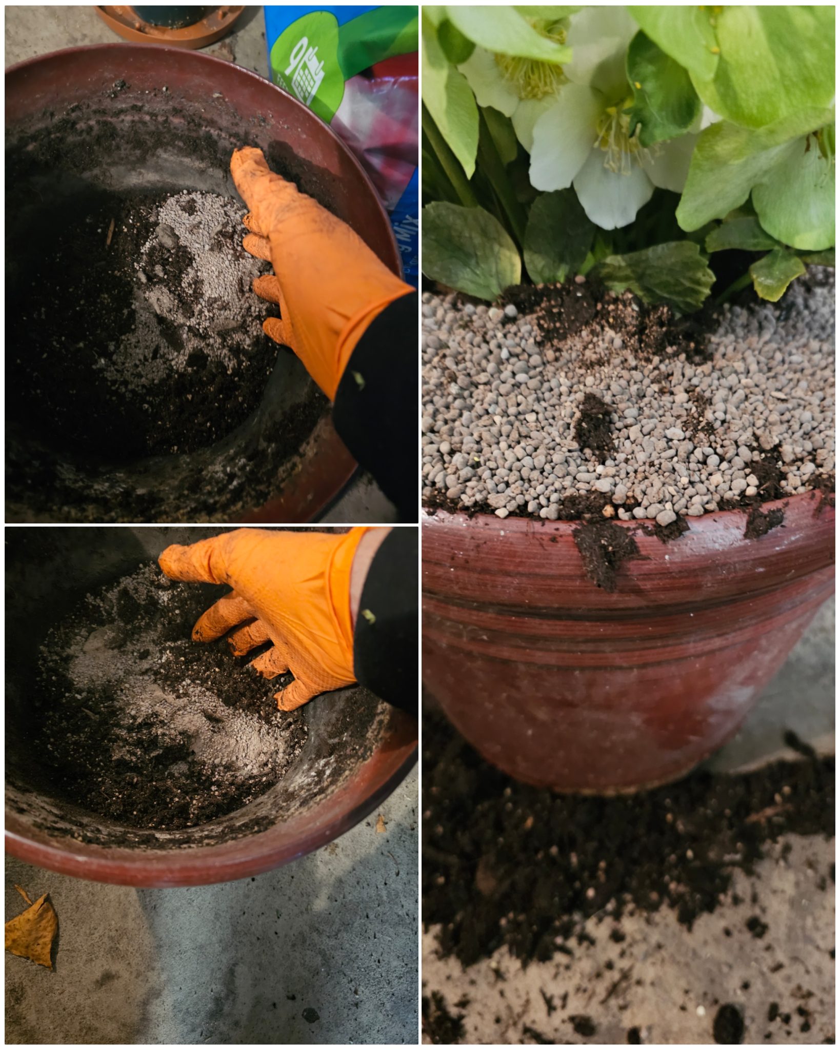 Potted Christmas Rose Turning Brown? Hey, Don't Quit on It!