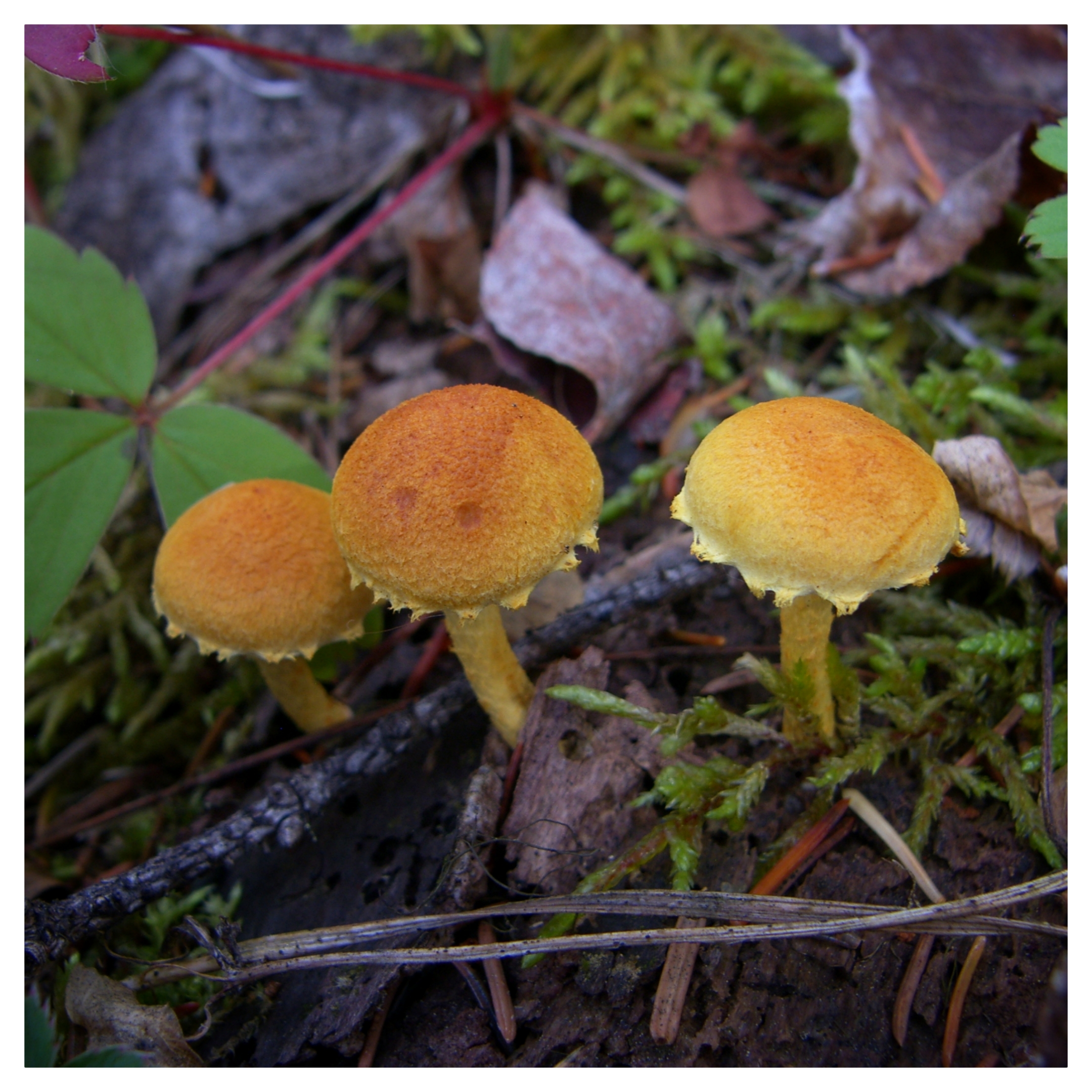 Pleuroflammula tuberculosa: A Mushroom Mystery Solved