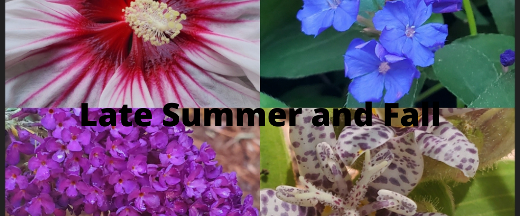 Late Summer and Fall - The Renaissance Garden Guy