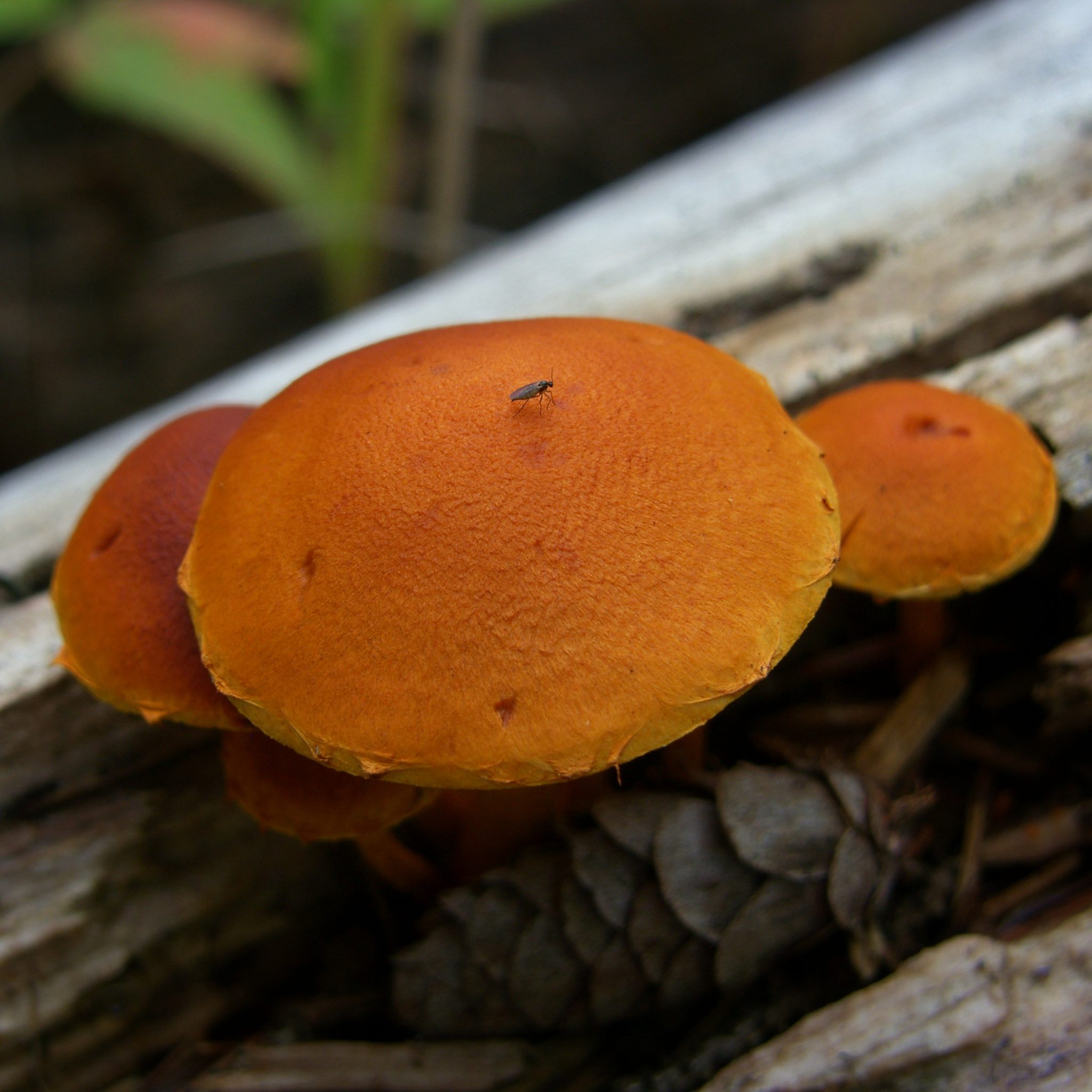 Pleuroflammula tuberculosa: A Mushroom Mystery Solved