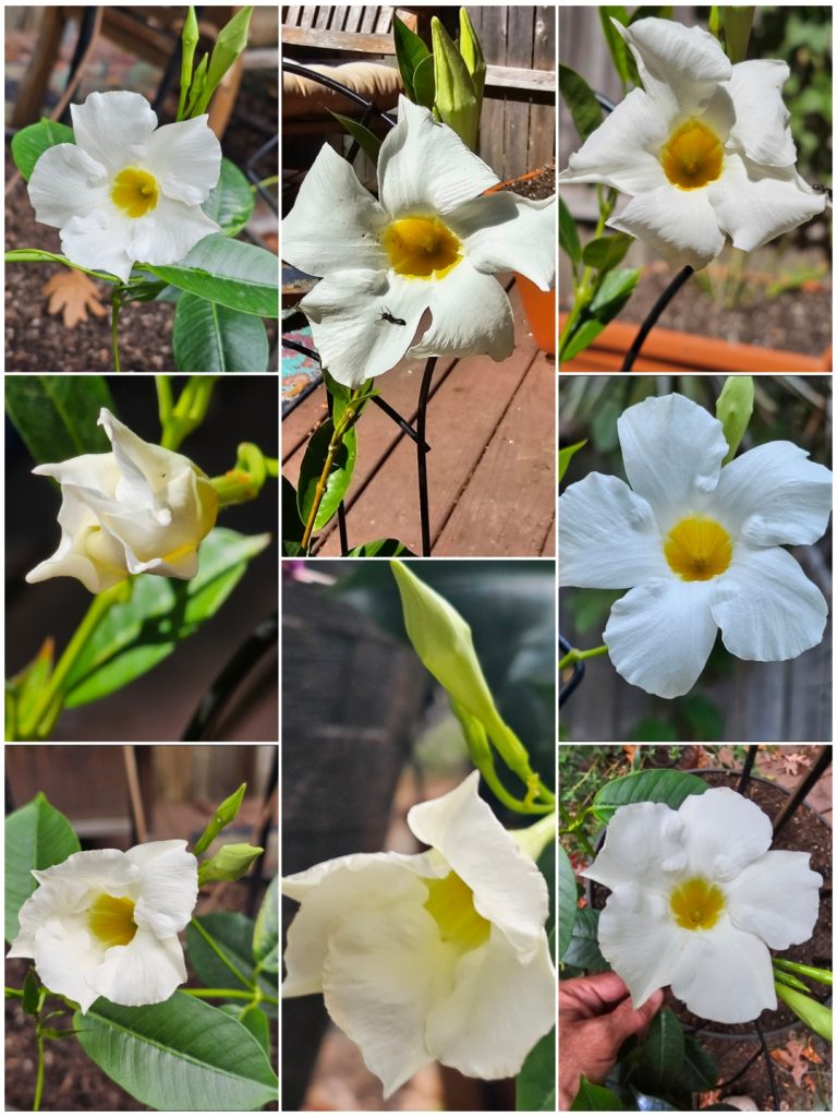 Save These Potted Plants!