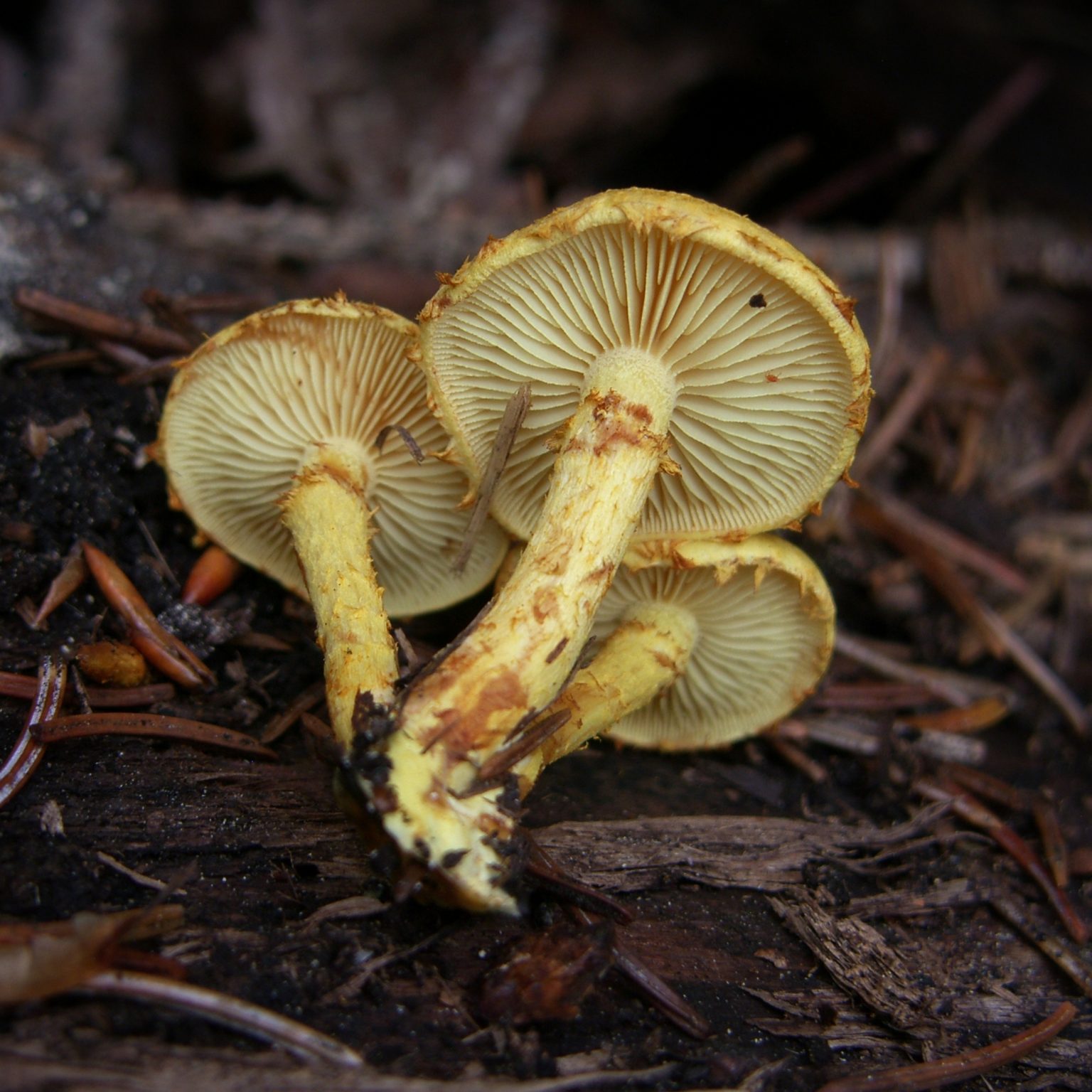 Pleuroflammula tuberculosa: A Mushroom Mystery Solved