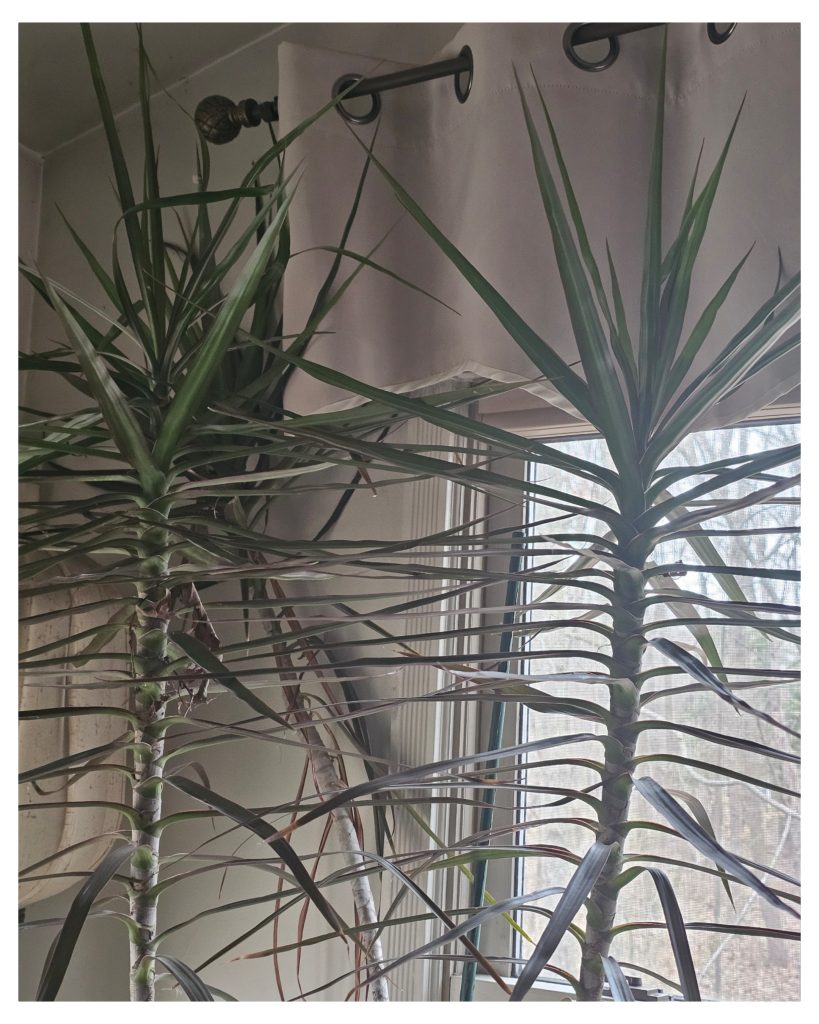 In the Midst of Plant Lives