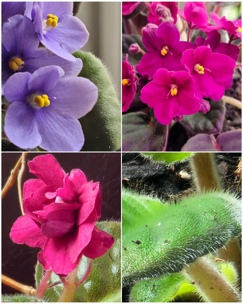 In the Midst of Plant Lives
