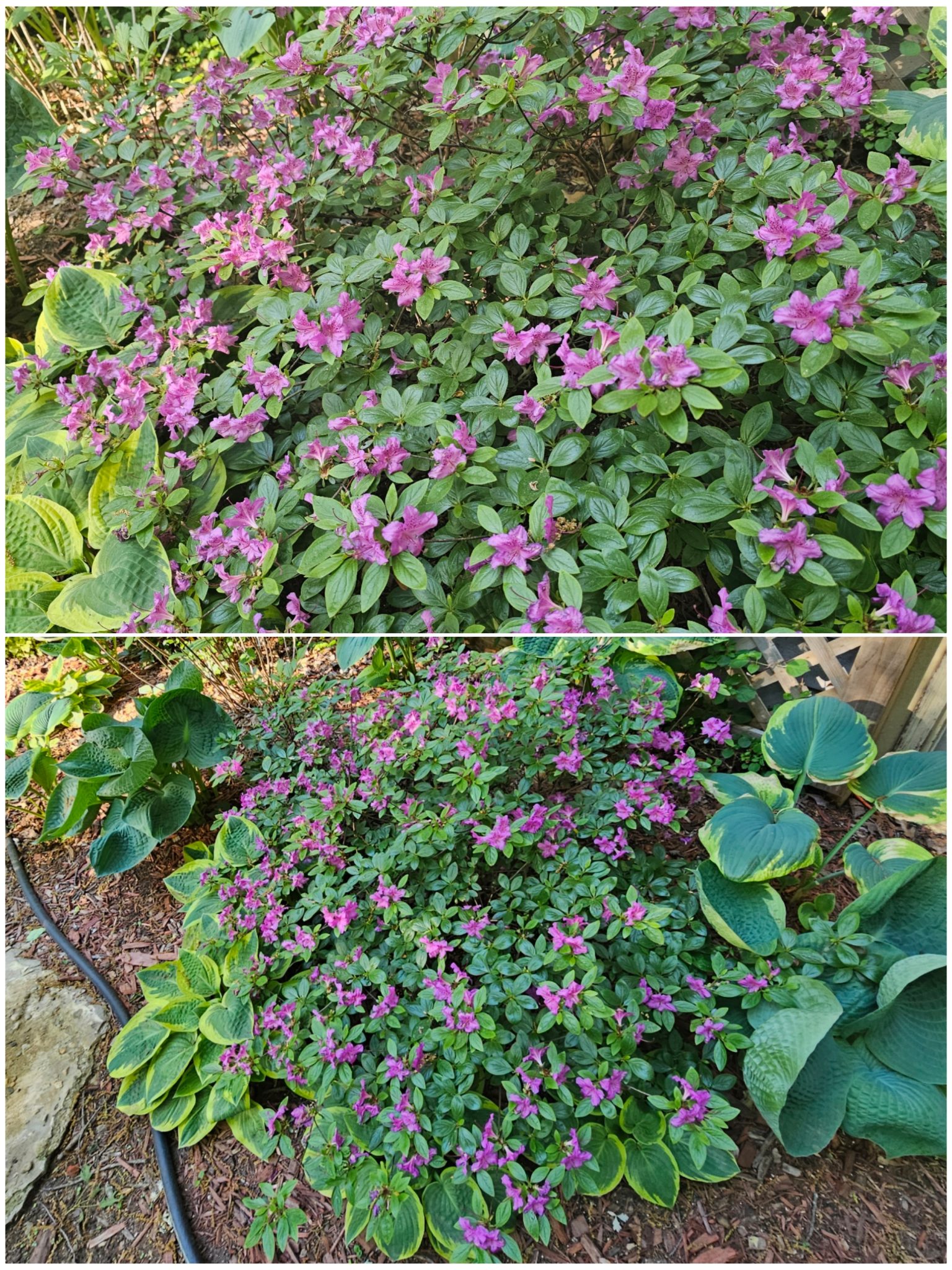 Foundation Plantings: The Whys, the Whats, and the Hows