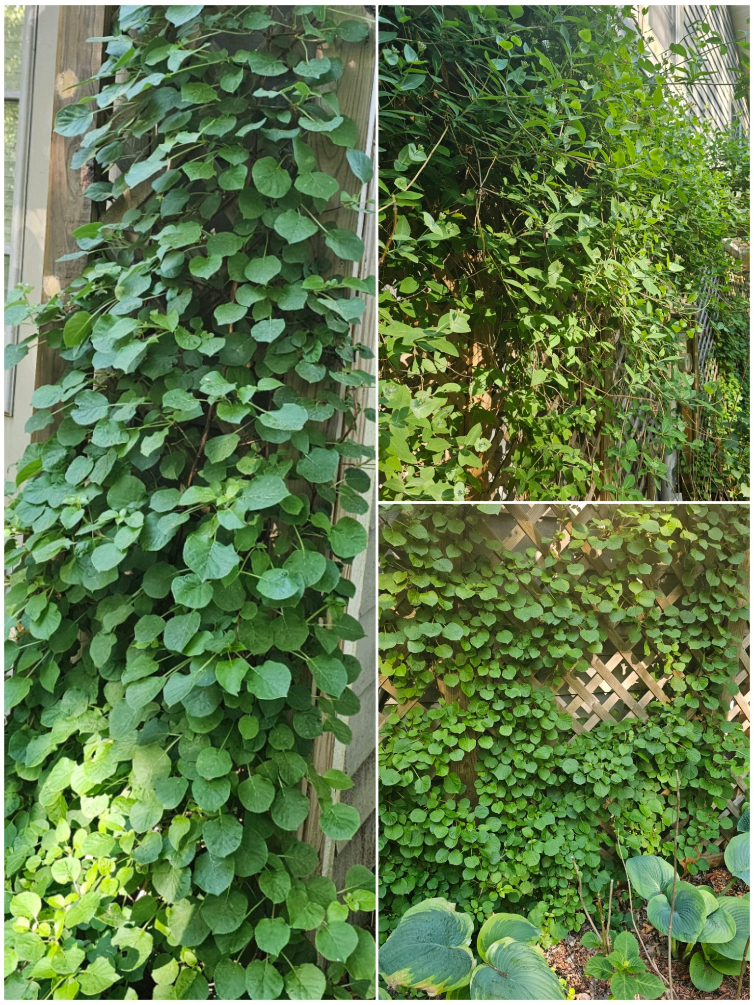 Foundation Plantings: The Whys, the Whats, and the Hows