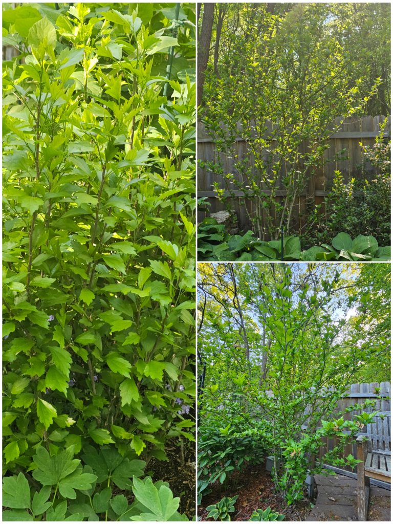 Foundation Plantings: The Whys, the Whats, and the Hows