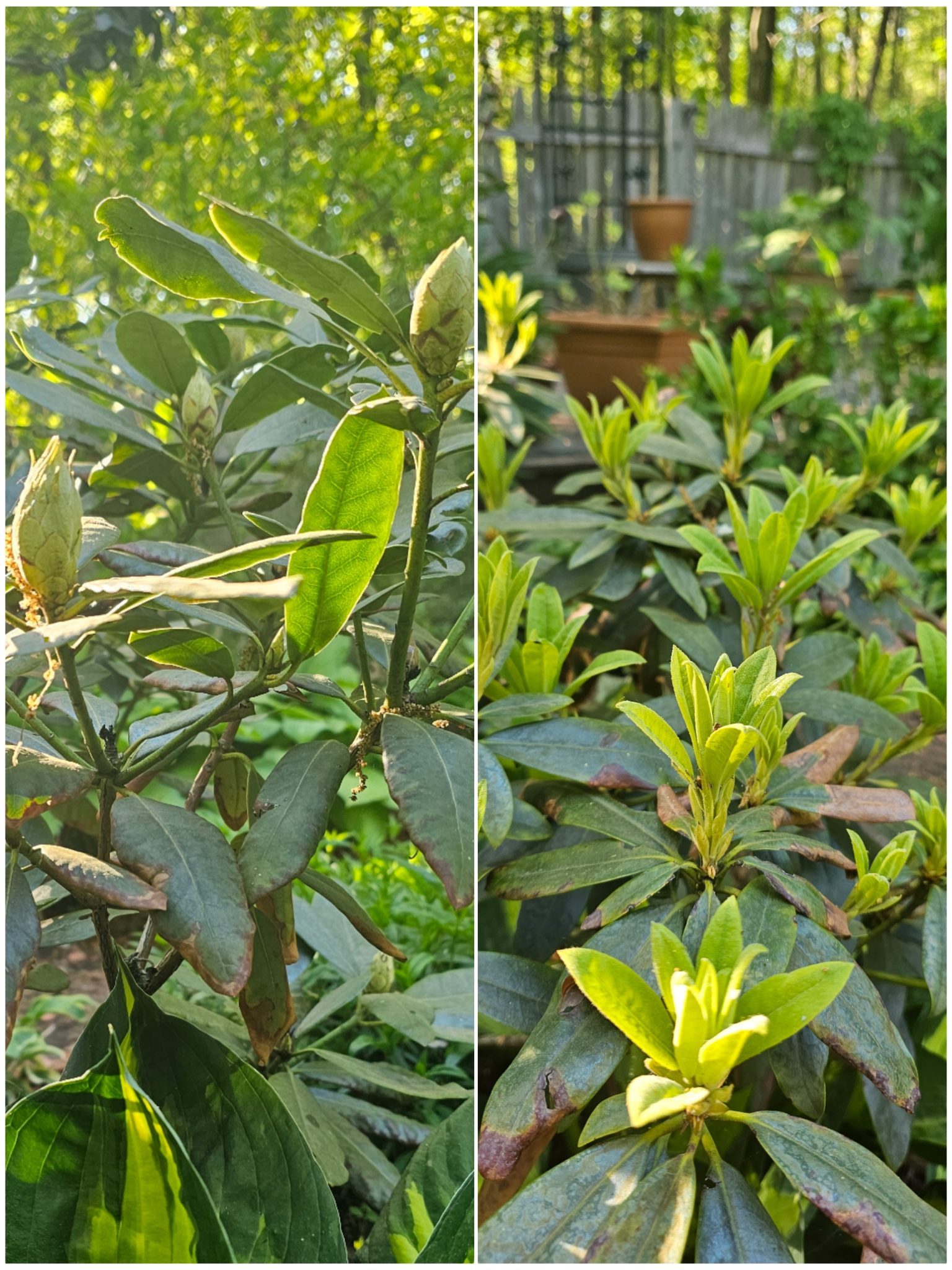 Foundation Plantings: The Whys, the Whats, and the Hows